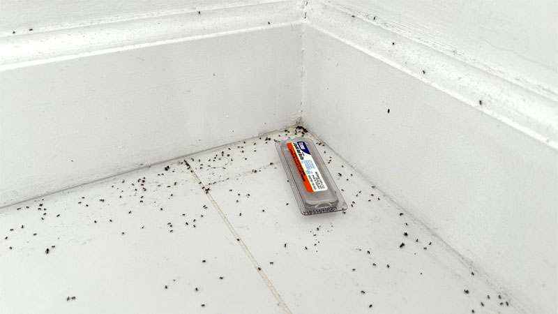 Ants Coming Out of Electrical Outlets? (Here's What to Do)