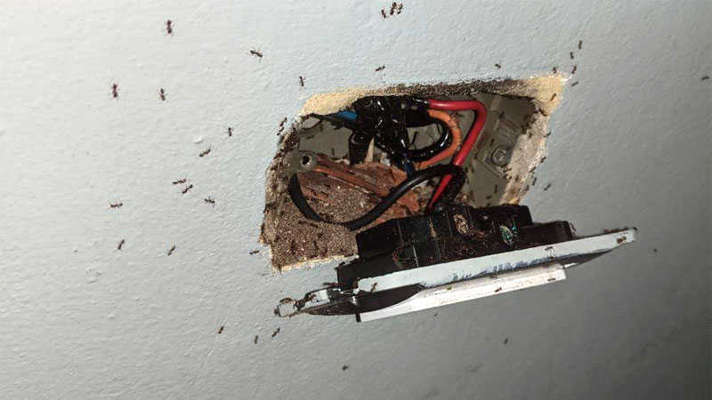 Ants In Your Walls? How to Get Rid of Them (and What NOT to Do)