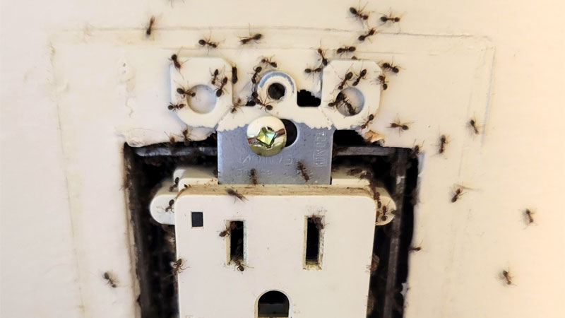Ants Coming Out of Electrical Outlets? (Here's What to Do)