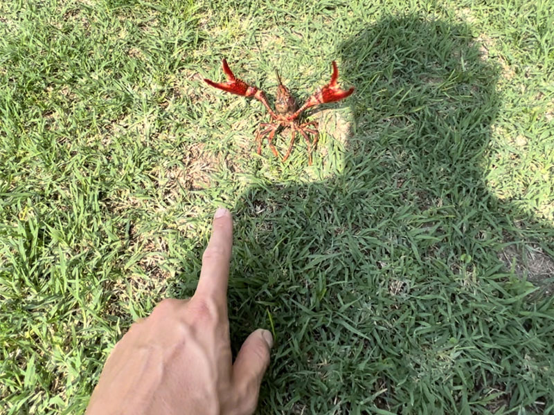 How to Get Rid of Crawfish in Your Yard – RidMyCritters.com