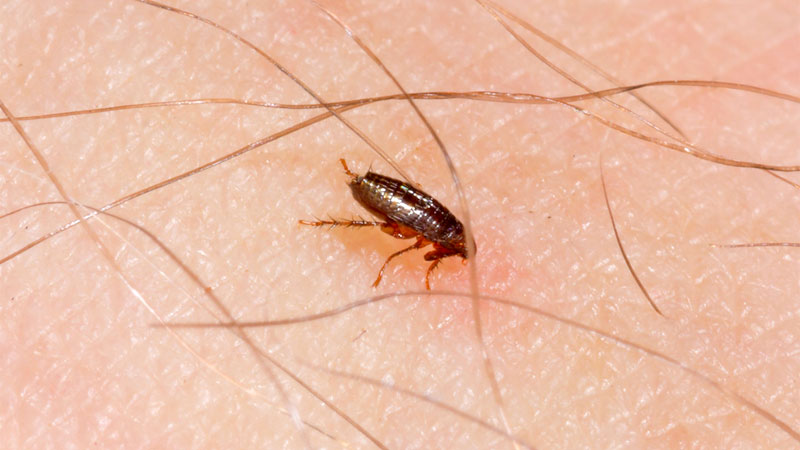 16 Bugs That Look Like Fleas (with Pictures) – RidMyCritters.com 16 Bugs That Look Like Fleas (with Pictures) – RidMyCritters.com