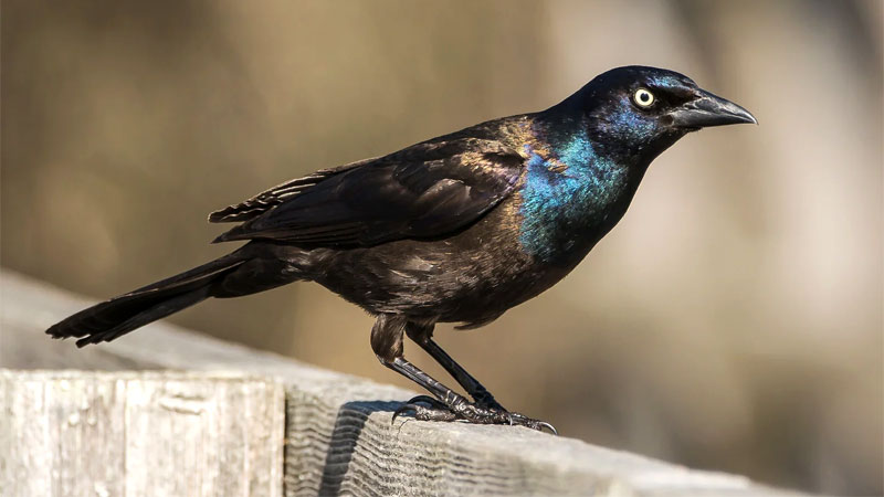 How Do I Get Rid Of Grackles