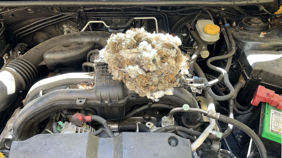 How to Keep Mice Out of Cars (What Actually Works) – RidMyCritters.com