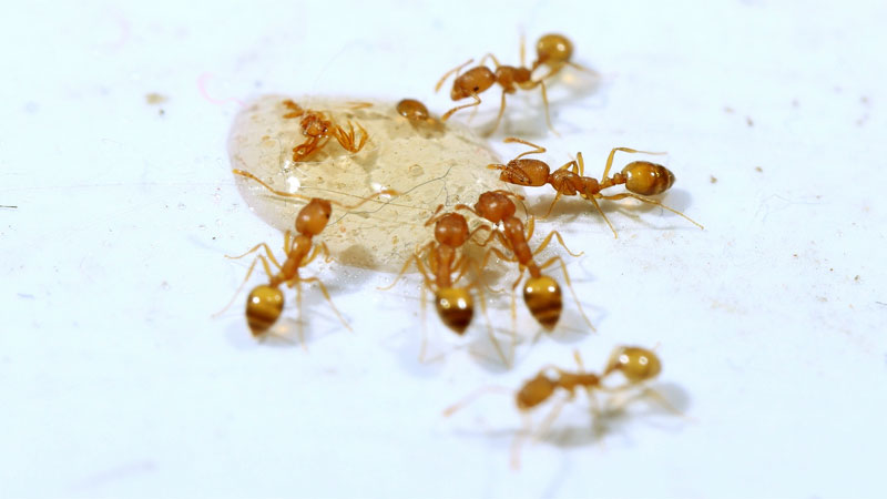 How to Get Rid of Pharaoh Ants (Without Making Things Worse)