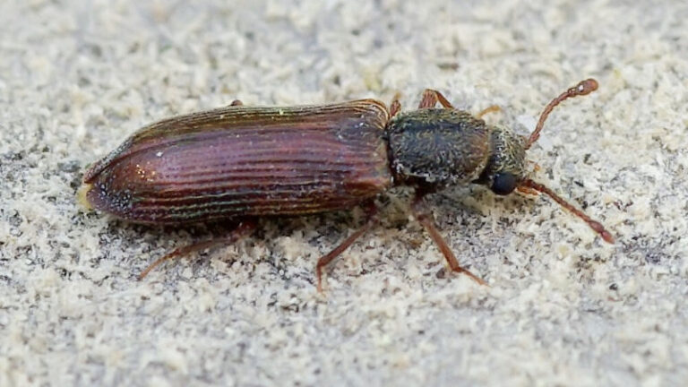 How to Get Rid of Powderpost Beetles – RidMyCritters.com