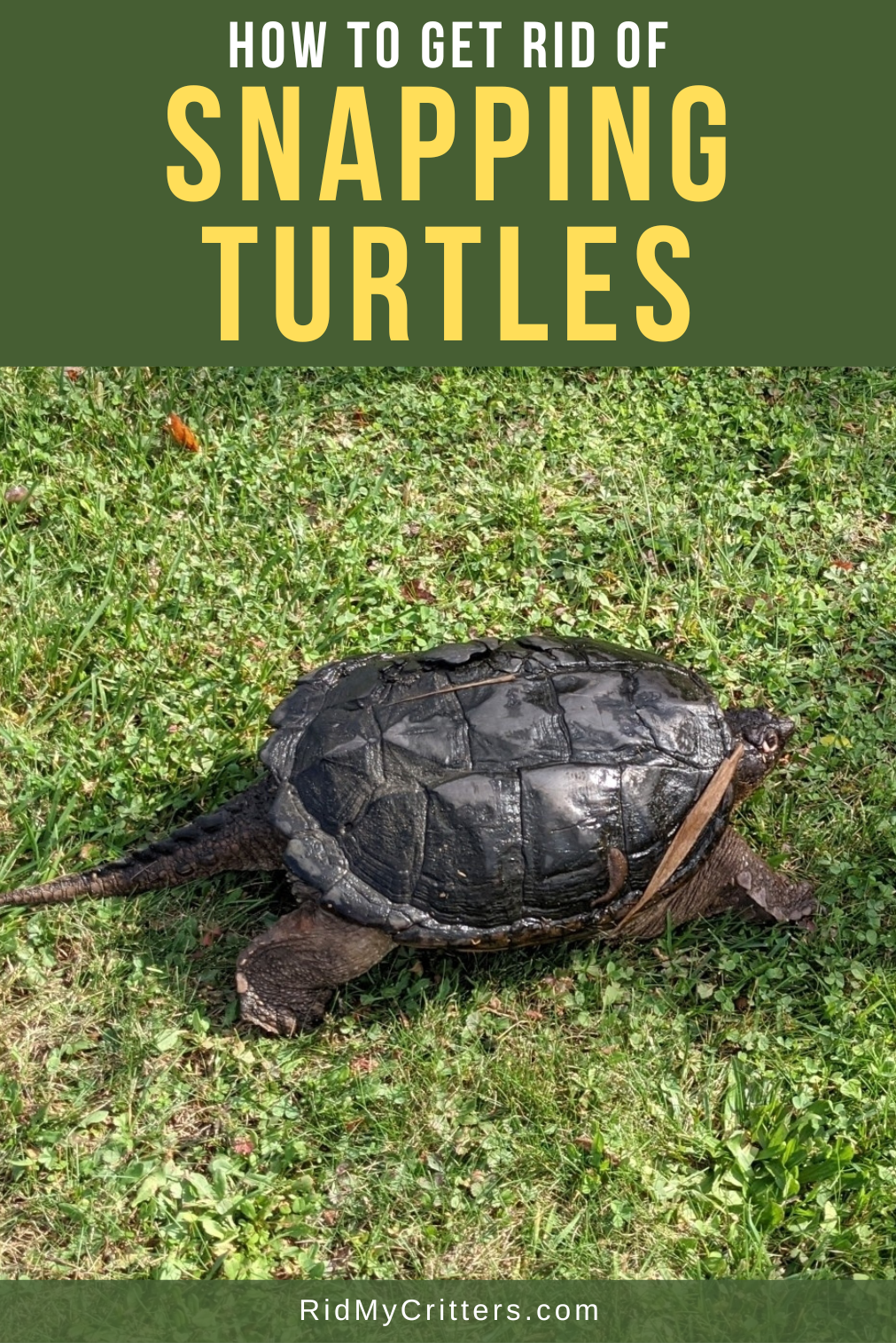 How to Get Rid of Snapping Turtles – RidMyCritters.com